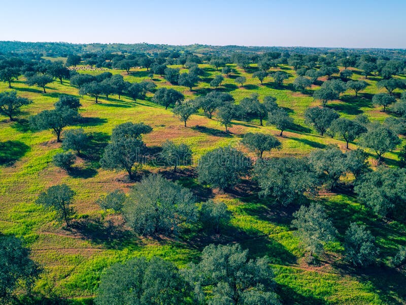 Aerial View Green Fields with Trees Stock Image - Image of aerial ...