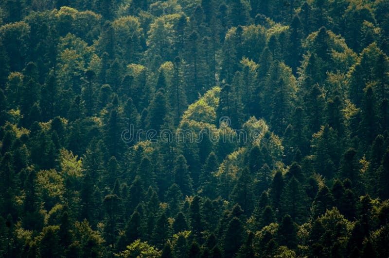 Aerial View of Green Forest Stock Photo - Image of tree, branches: 1822090