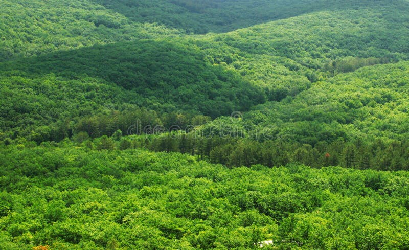 Aerial View of a Green Forest Stock Photo - Image of hills, high: 8078928