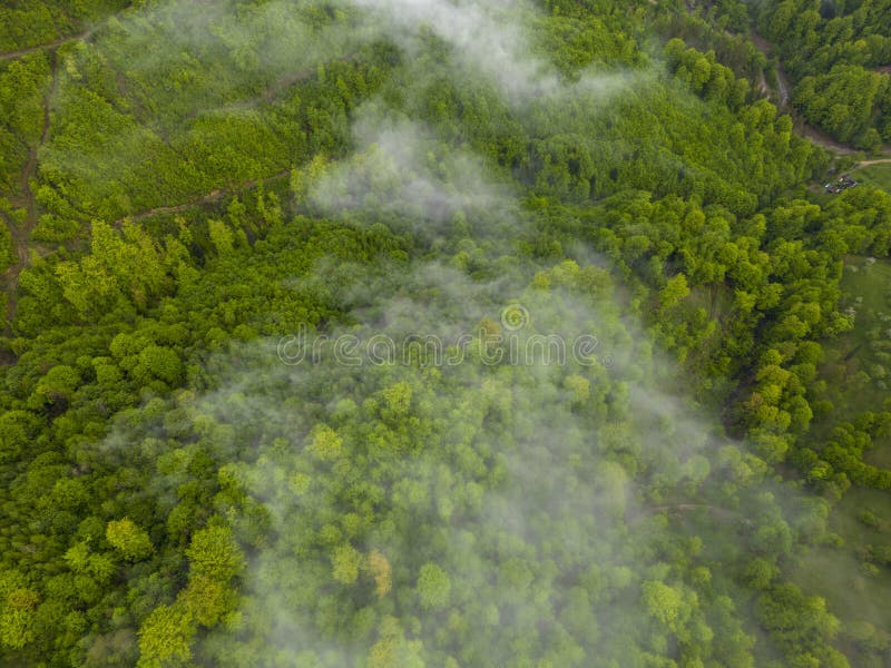 An Aerial View of a Green Forest with a Cloud Cover, Trees Seen from ...