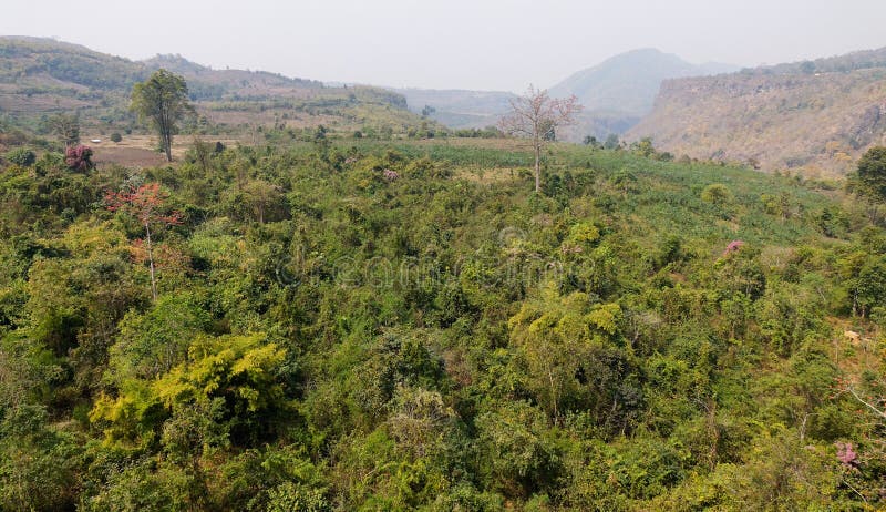 Aerial View of a Green Forest in Myanmar Stock Photo - Image of grass ...
