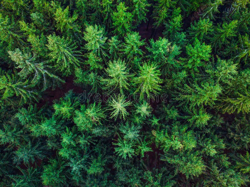 Aerial View of Green Forest of Pine Trees Stock Image - Image of grass ...