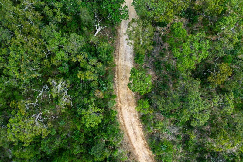 Aerial View of Green Forest and Road Stock Image - Image of nature ...