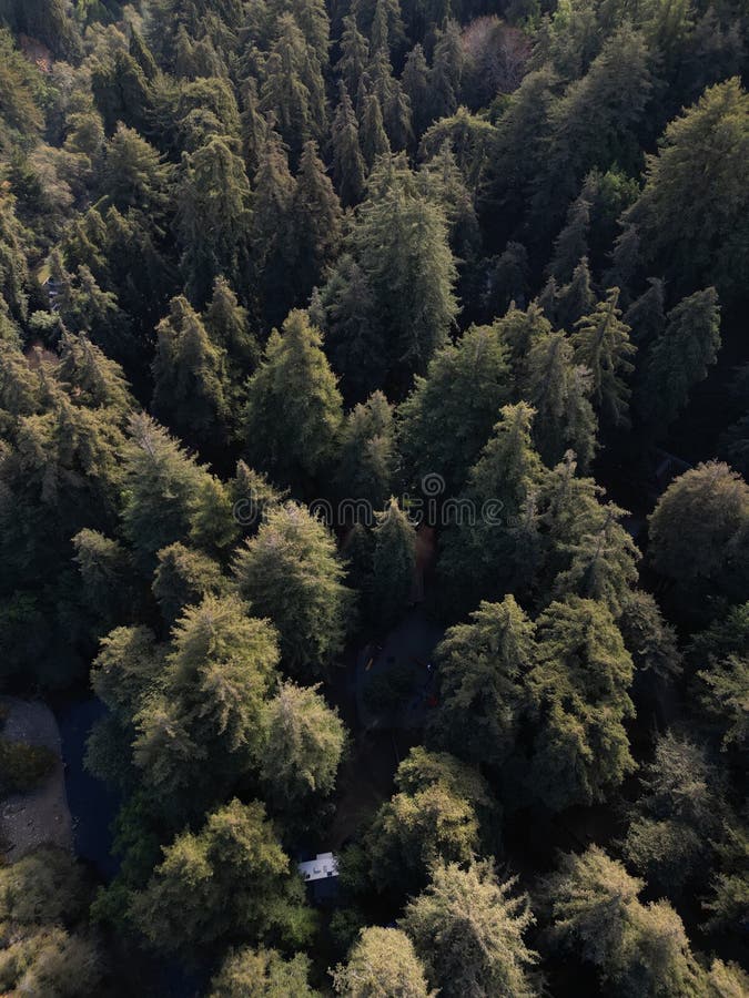 Aerial View of a Green Forest on a Sunny Day Stock Image - Image of ...