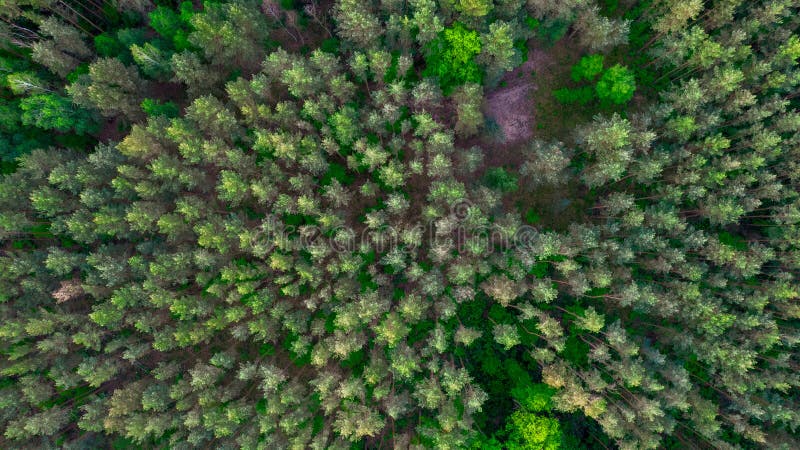 Aerial View of Green Forest from Top. Drone Photography Stock Image ...