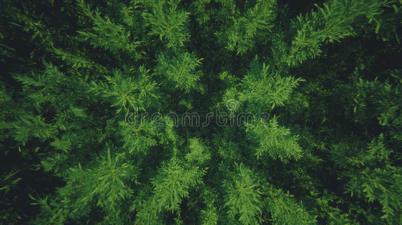 Aerial View of Green Grass Texture Map for Nature and Landscape Design ...