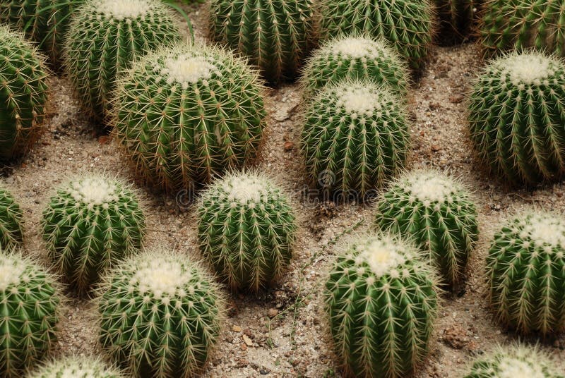 Aerial View Bunch of Cactus in the Garden Stock Photo - Image of ...