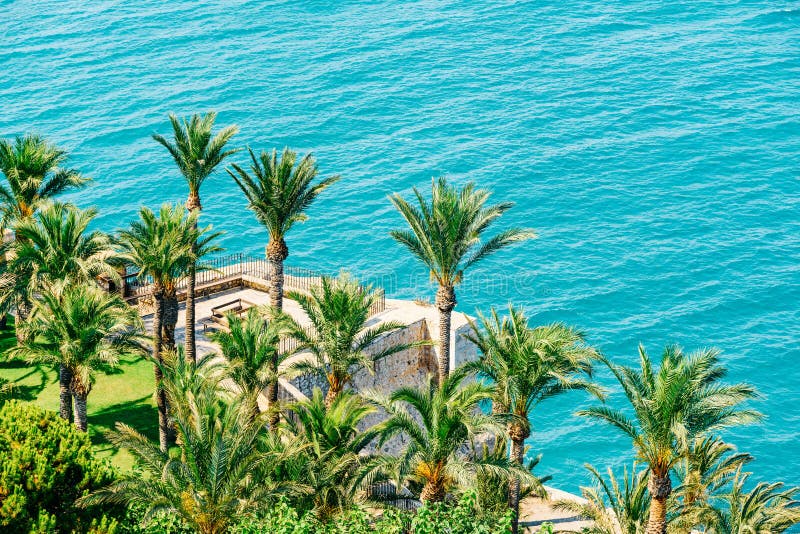 Aerial View of Green Palm Trees and Blue Ocean Stock Photo - Image of ...