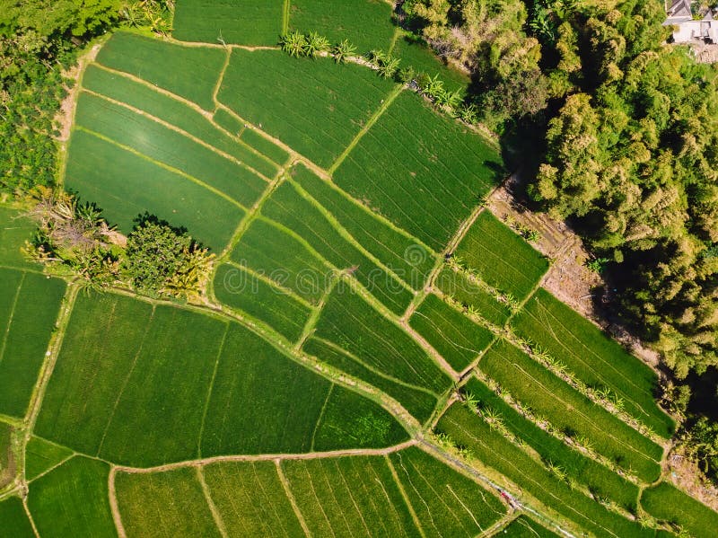 Aerial View of Green Rice Fields. Nature Texture in Bali Island Stock ...