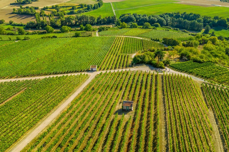 Aerial View of a Green Summer Vineyard Stock Photo - Image of nature ...