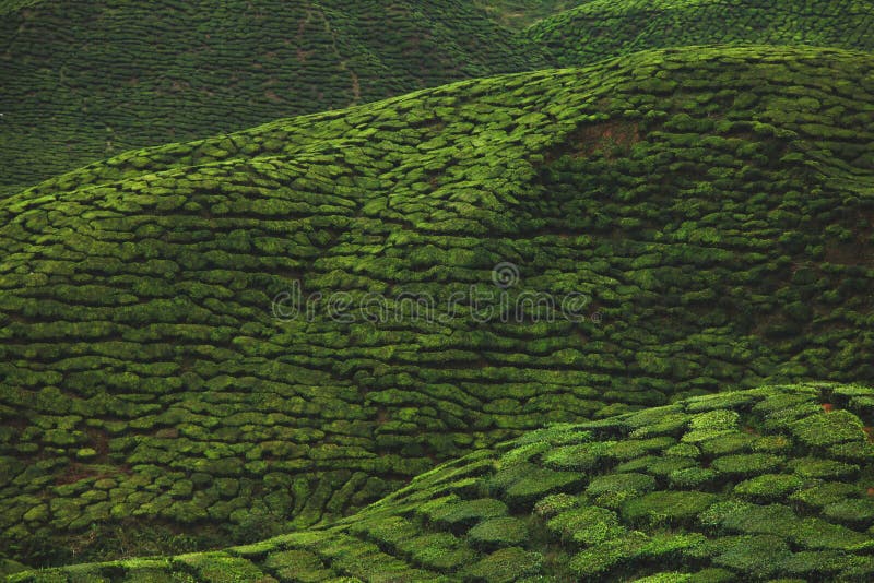 Aerial View of Green Tea Plantation Stock Photo - Image of beauty ...