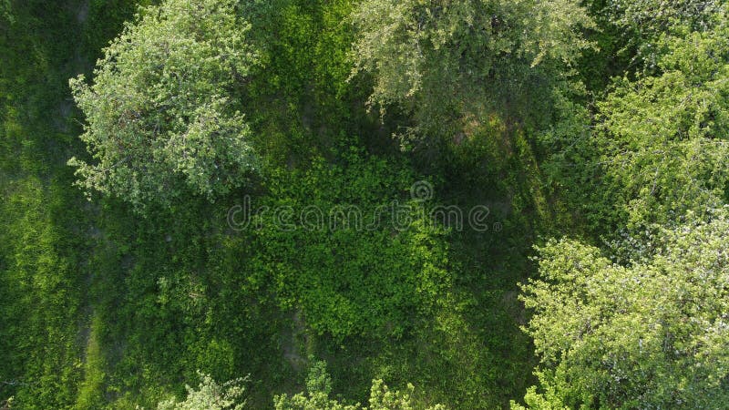 Aerial View of Green Trees in a Beautiful Rainforest Stock Photo ... Aerial View of Green Trees in a Beautiful Rainforest Stock Photo ...