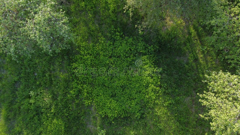Aerial View of Green Trees in a Beautiful Rainforest Stock Image ... Aerial View of Green Trees in a Beautiful Rainforest Stock Image ...