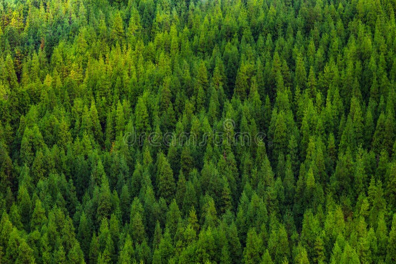 Tropical pine forest stock photo. Image of pines, tropics - 6386144