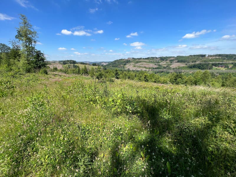 Aerial View of Greenery Field Surrounded by Dense Trees Stock Photo ...