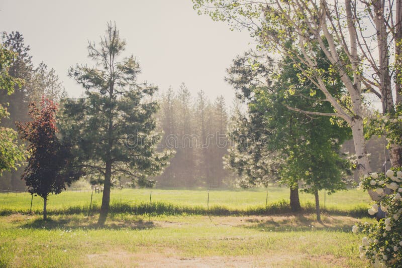 Aerial View of Greenery Field Surrounded by Dense Trees Stock Image ...