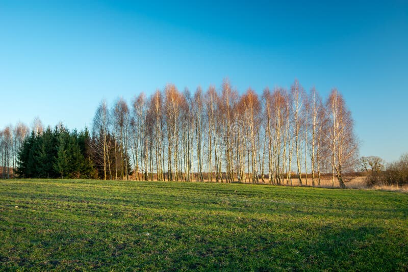 Aerial View of Greenery Field Surrounded by Dense Trees Stock Photo ...