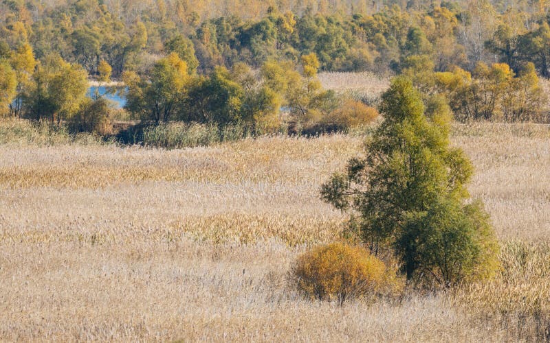 Aerial View of Greenery Field Surrounded by Dense Trees Stock Photo ...