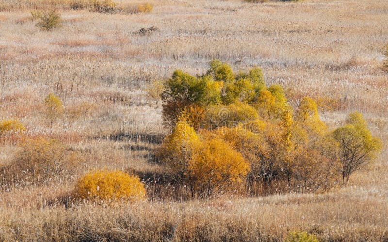 Aerial View of Greenery Field Surrounded by Dense Trees Stock Image ...