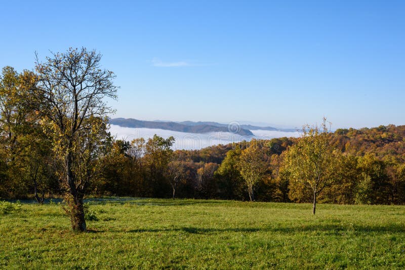 Aerial View of Greenery Field Surrounded by Dense Trees Stock Image ...