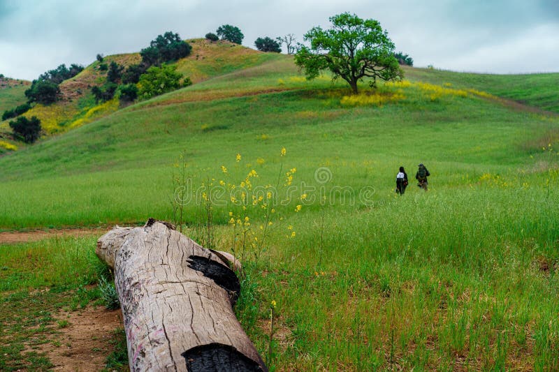 Aerial View of Greenery Field with Trees Stock Image - Image of tourism ...