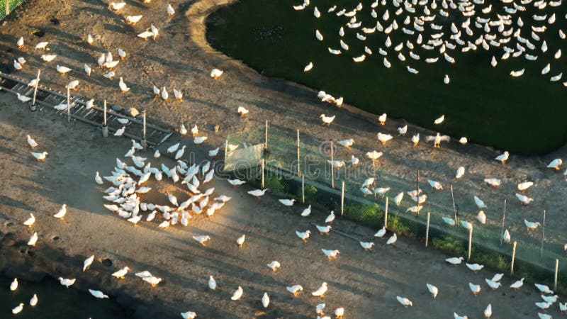 Aerial View Group of Ducks in Farm Stock Video - Video of scene ...