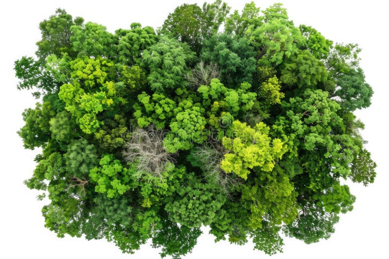Aerial View of a Group of Trees, Possibly in a Forest or Park Stock ...