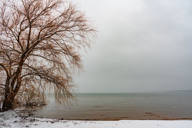 Aerial View of Growing Tree Near Lake in Winter Stock Image - Image of ...