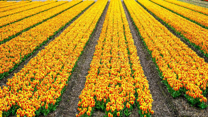 Aerial View of Growing Tulips in Field Stock Photo - Image of fragrance ...