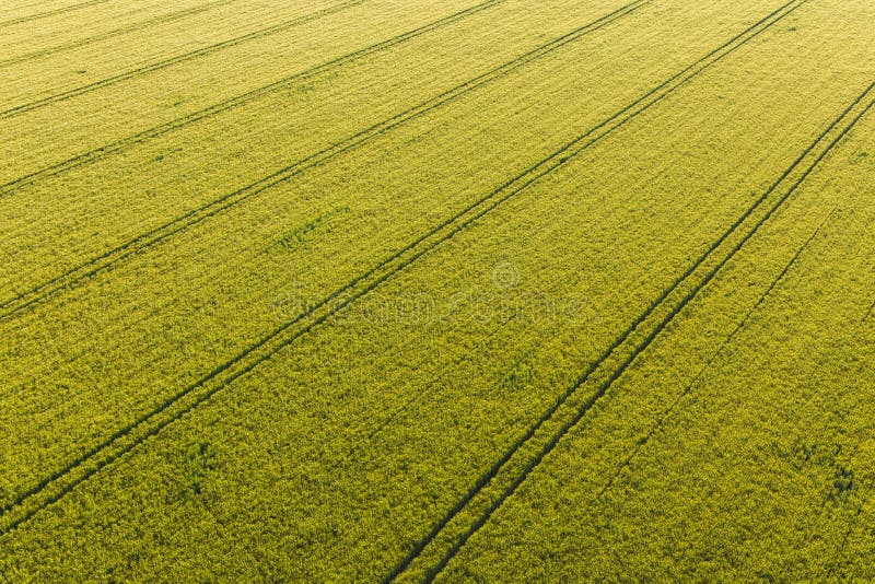 Aerial View of the Harvest Fields Stock Photo - Image of track, summer ...