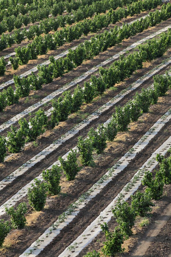 Hazelnut Orchard in Spring, Aerial View Stock Photo - Image of food ...