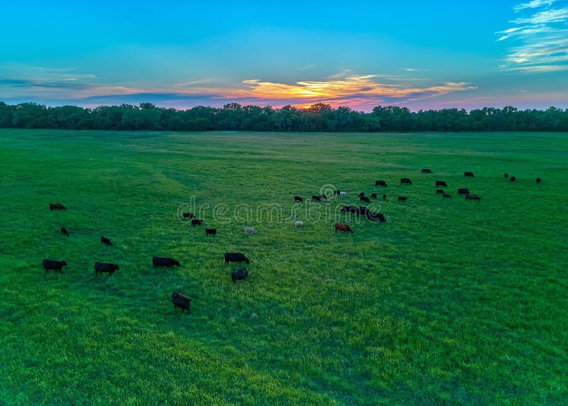 An Aerial View of a Heard of Cattle Grazing at Sunset in an Open Field ...