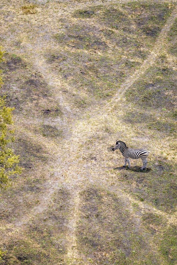 An Aerial View of a Zebra in the Okavango Delta, Botswana, Africa Stock ...