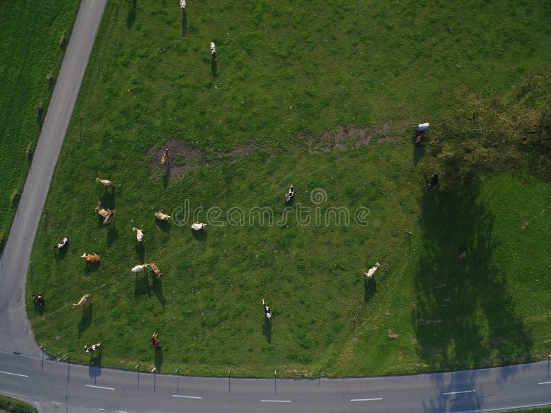 Aerial View on Herd of Cows Stock Image - Image of agriculture, grass ...