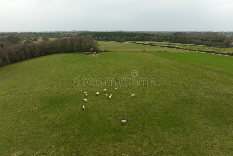 Aerial View of Herd of Cows Grazing on Farmland Field Stock Image ...