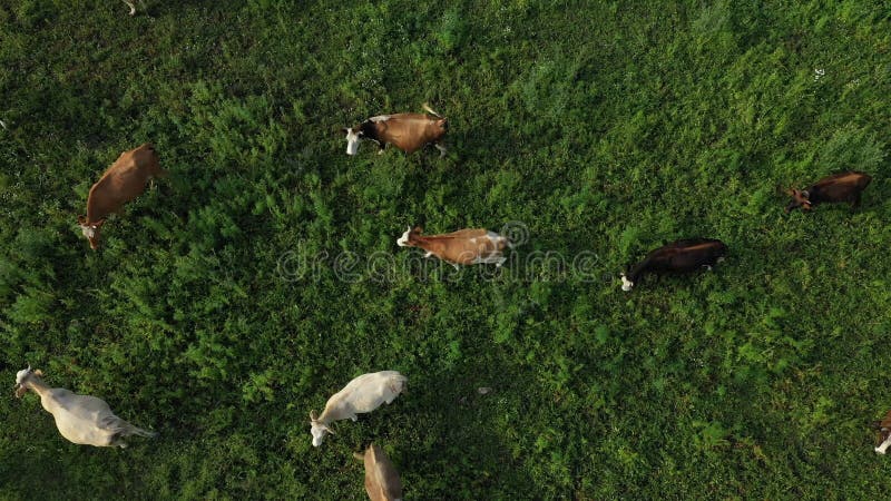 Aerial View of Herd of Cows on Grazing Stock Footage - Video of valley ...