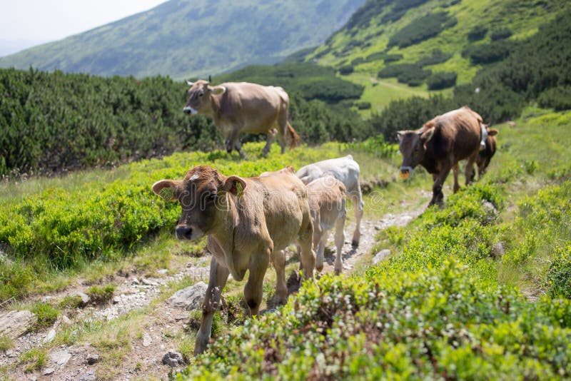 Aerial View of Herd of Cows Walking in Forest Stock Photo - Image of ...
