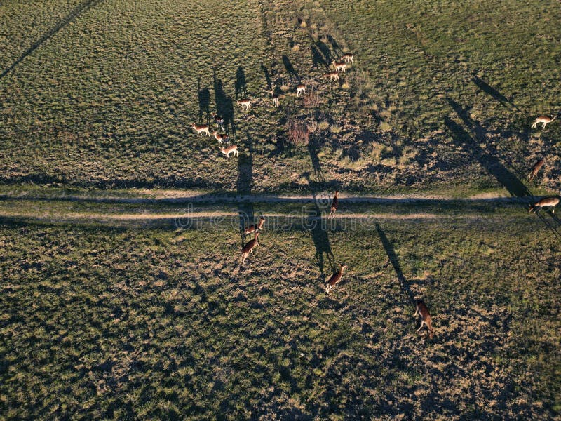 Aerial View of Herd of Fallow Deer from Above Stock Image - Image of ...