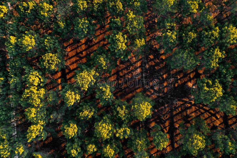 Aerial View of High Trees with Green Leaves in the Forest Stock Photo ...