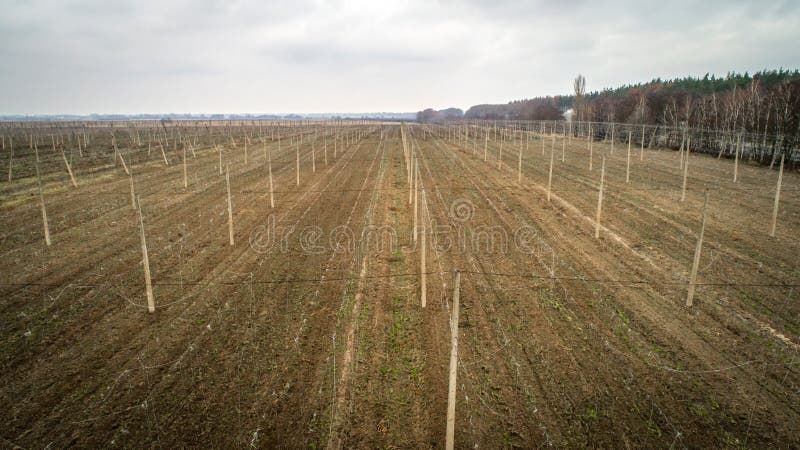 Aerial View on Hops Field. Field of Hops after Harvesting. Stock Image ...