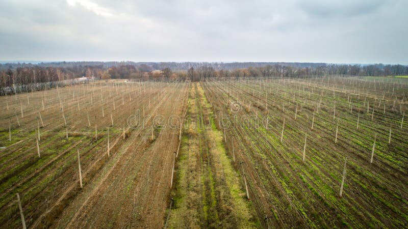 Aerial View on Hops Field. Field of Hops after Harvesting. Stock Image ...