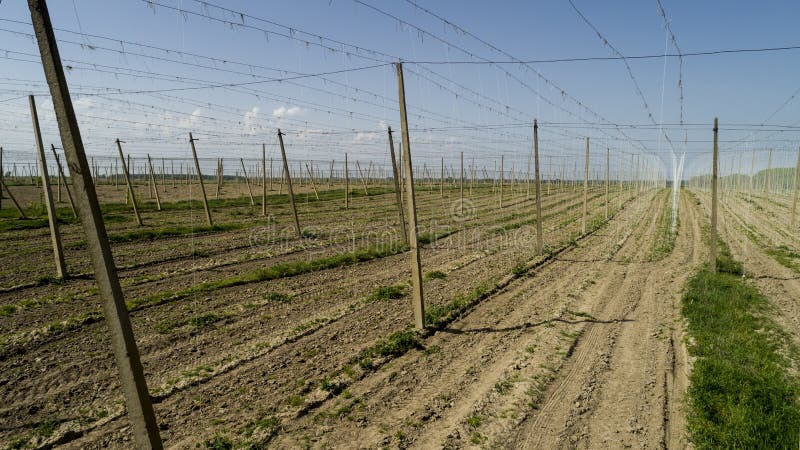 Aerial View on Hops Field. Field of Hops before Harvesting. Stock Photo ...
