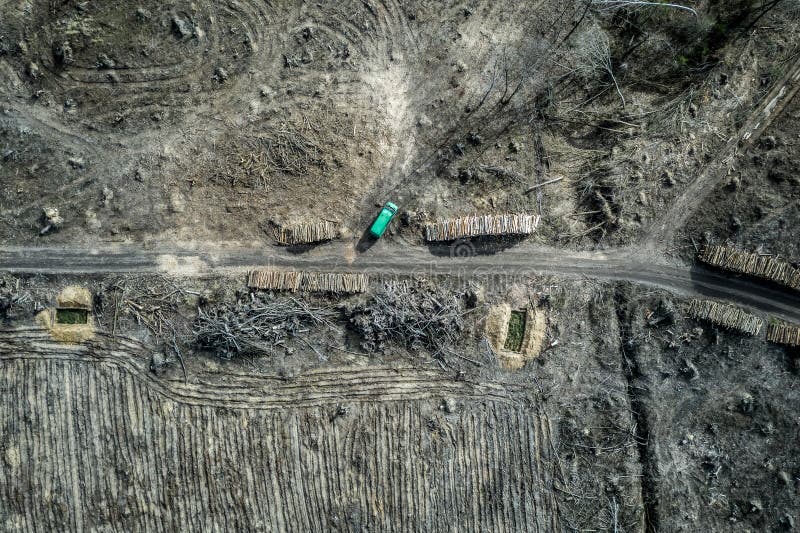 Aerial View of Horrible Deforestation. Harvesting a Forest, Poland ...