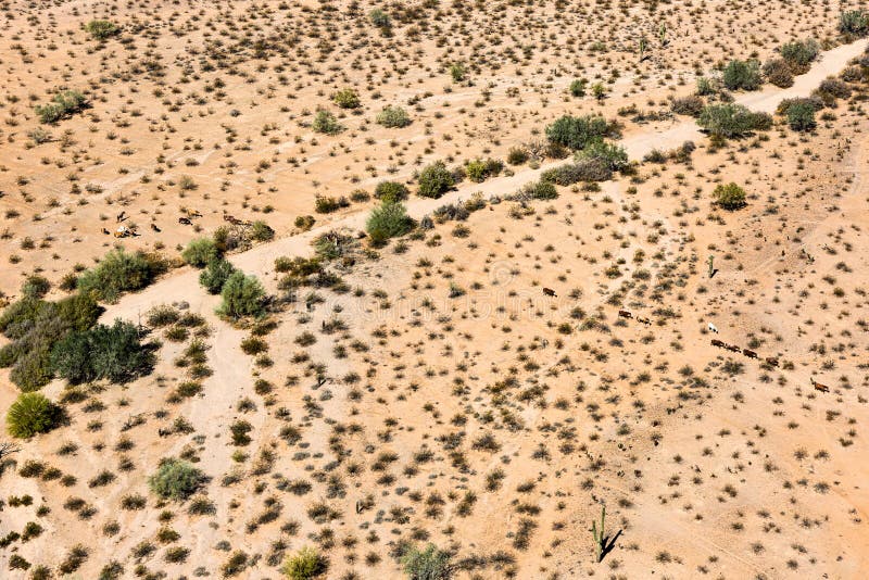 Horses on the open range stock image. Image of roaming - 110768419