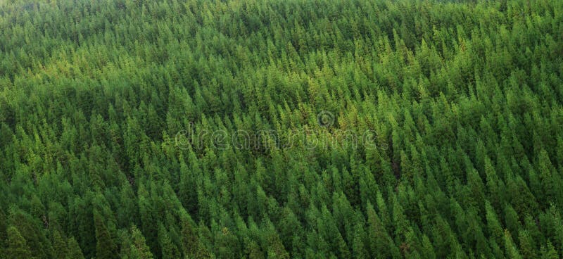 Aerial View of Green Healthy Pine Forest, Panorama Texture Stock Image ...