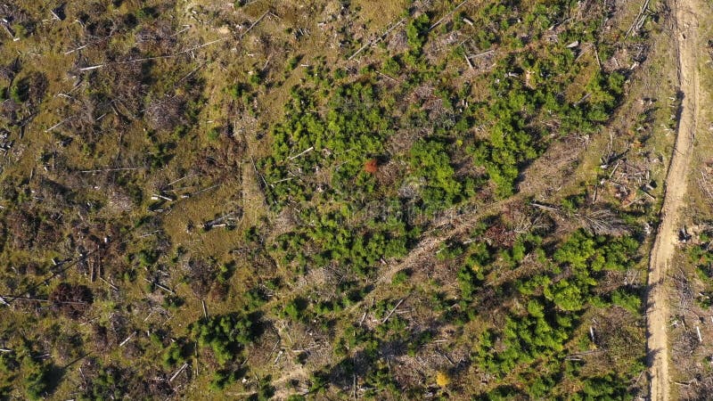 Aerial View of Illegal Logging, Industrial Forest Exploitation in ...
