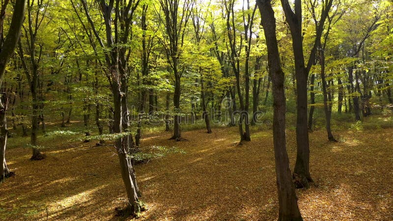 Aerial View of Inside the Autumn Forest, Drone Moving Forward through ...