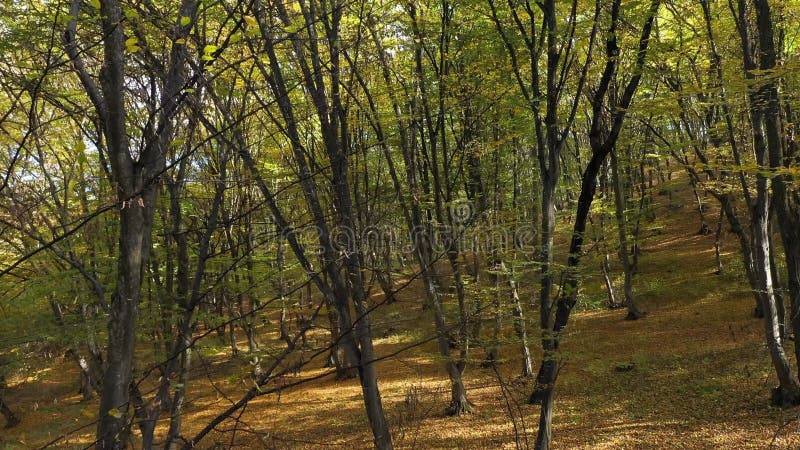 Aerial View of Inside the Autumn Forest, Drone Moving Forward through ...