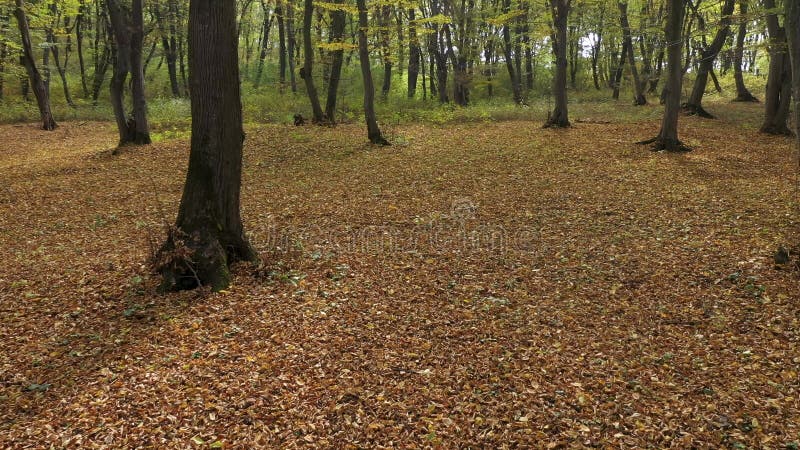 Aerial View of Inside the Autumn Forest, Drone Moving Forward through ...