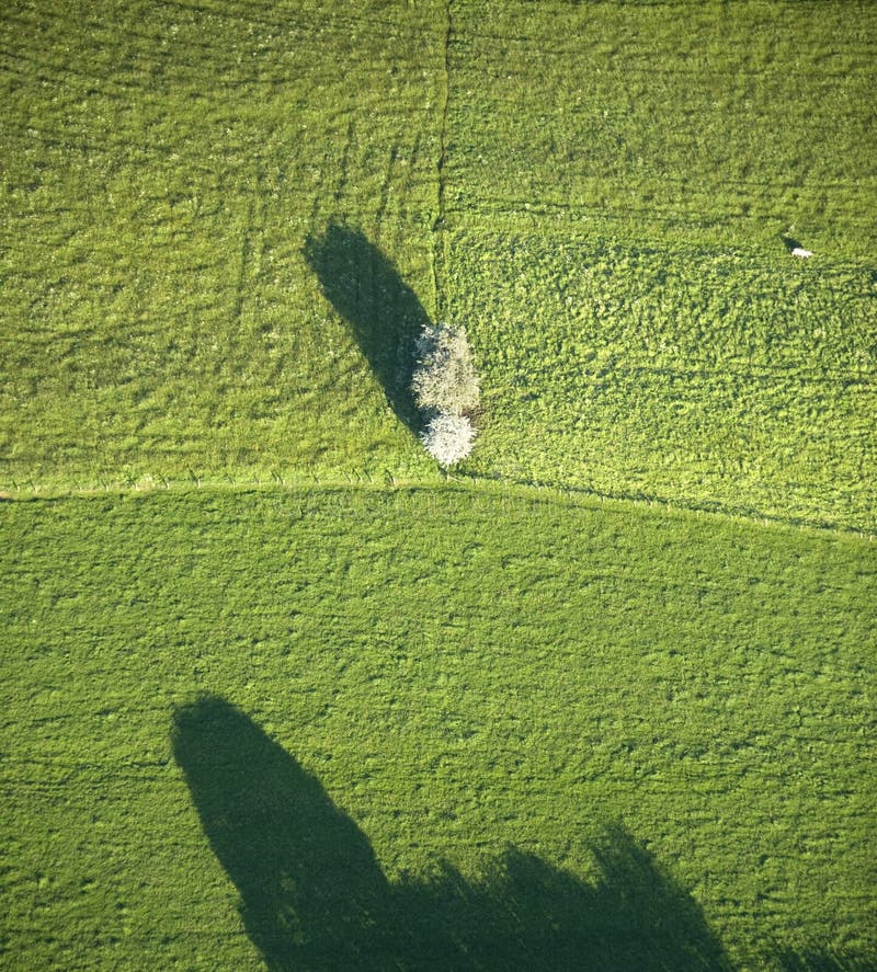 Aerial View : Isolated Tree in a Field Stock Photo - Image of bush ...